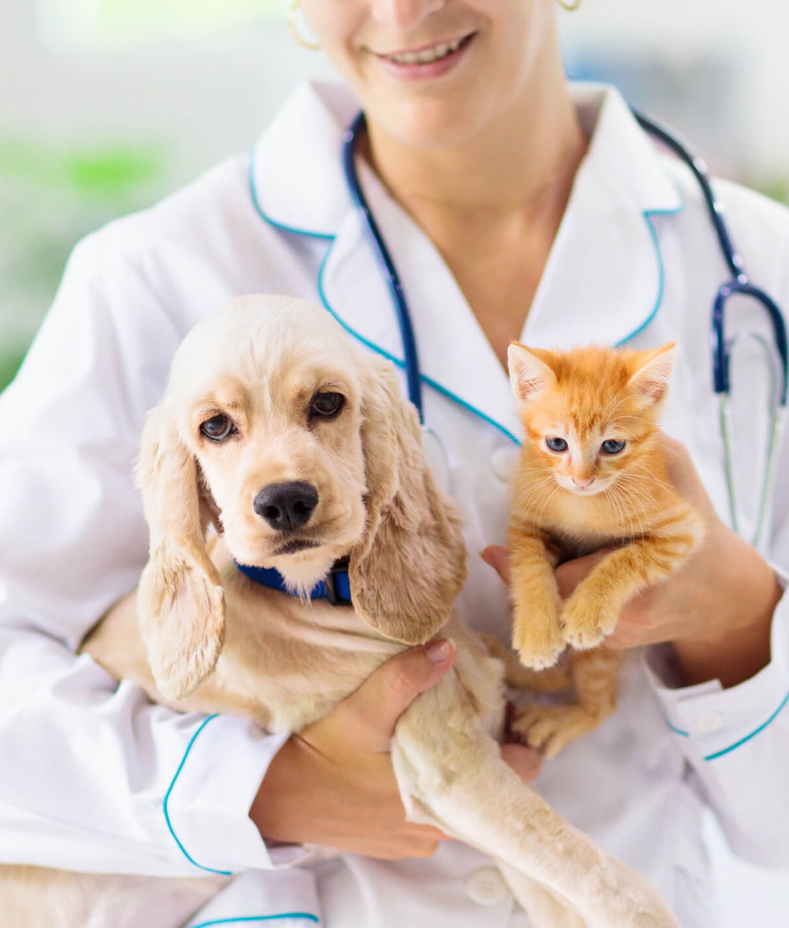 Mitra | Solutions — Veterinary medicine